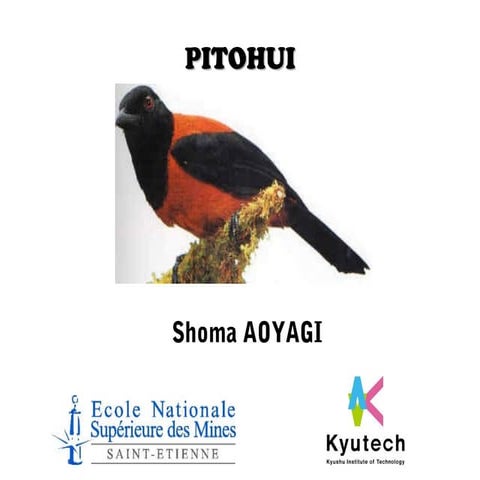 Pitohui | PPT