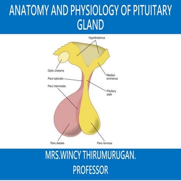 PITUITARY GLAND,LOBES,FUNCTIONS,ABNORMALITIES AND NORMAL RANGES.pptx