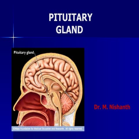 The pituitary gland, a pea-sized endocri | PDF