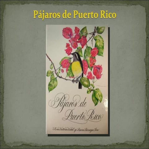 PáJaros De Puerto Rico Pp Show | PPS