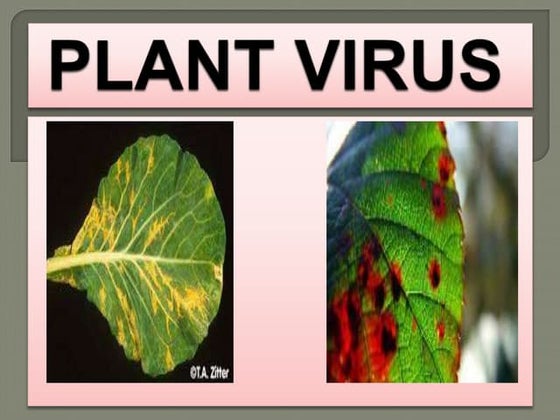 Classification of plant viruses | PDF | Biological Sciences | Science
