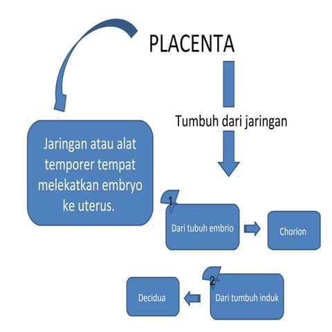 Placenta | PPT