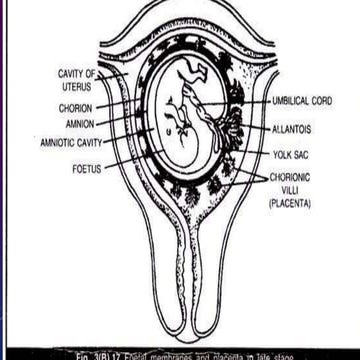 Placenta Pptx