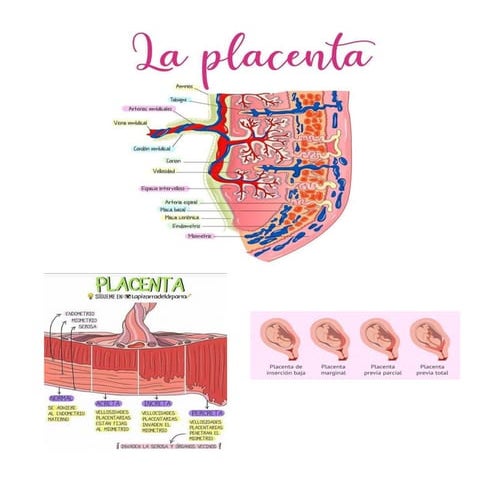 Placenta.pdf