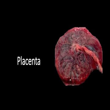 Placenta, desarrollo de la placenta, corion | PPTX