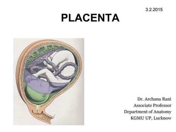 Decidua & Chorionic Velli (General Embryology) | PPS