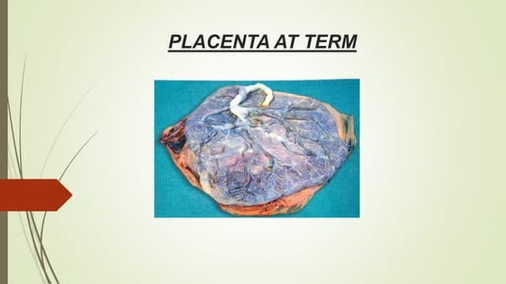 Placental anatomy and its functions | PPT