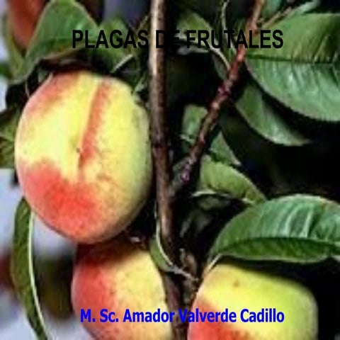 Plagasdefrutales2Continuacionyplagasdecitricos.pdf