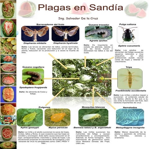 Enfermedades en sandia | PDF