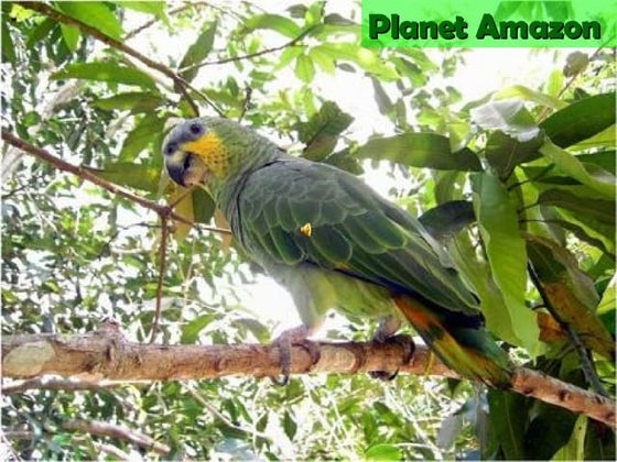 The amazon rainforest | PPT