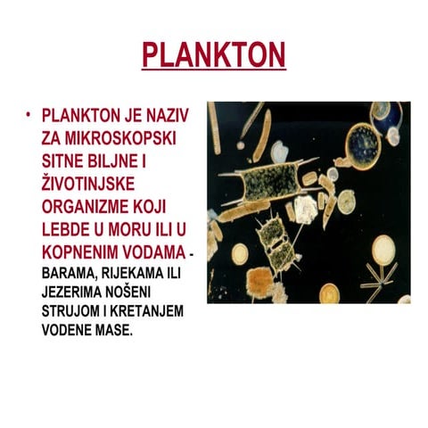 Plankton | PPT