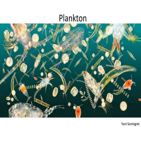 Plankton.pptx
