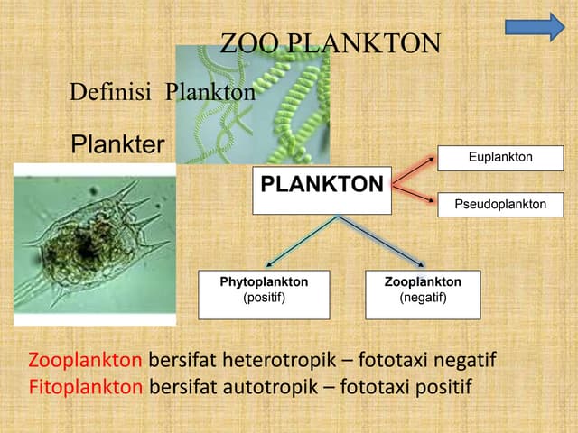Identifikasi phytoplankton copy | PPT