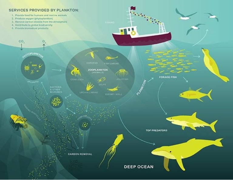 The National Data Science Bowl: Plankton Is the Key to Ocean Health