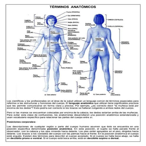 Posiciones, planos, regiones y cavidades anatomicas (1).pptx