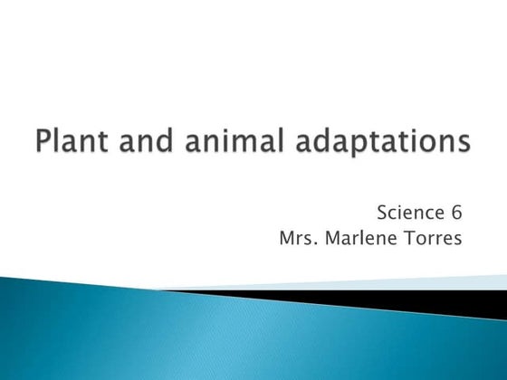 Animal adaptations | PPT