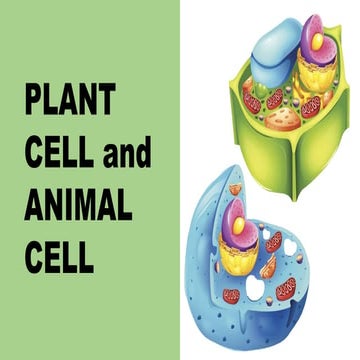 Ppt Plant Cell And Animal Cell Powerpoint Presentation