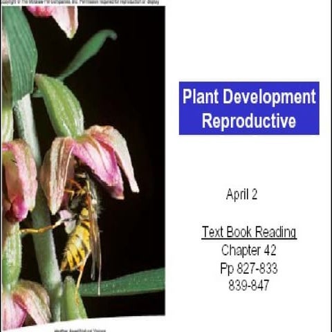 Plant Development | PPT