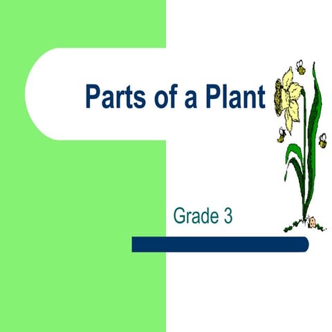 Plants 3rd grade