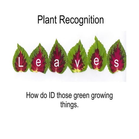 Plant Recognition | PPT