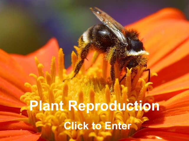 Reproduction in plants | PPTX