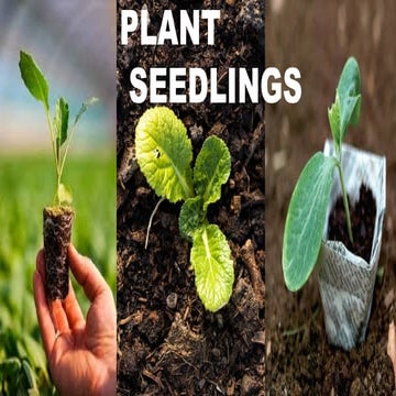 Methods of planting | PPTX