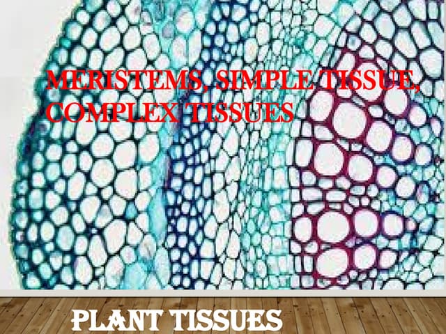 Tissues Class 9 ppt | PPTX