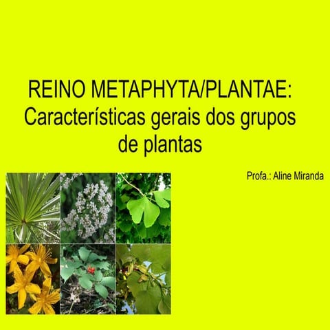 Reino Metaphyta | ODP