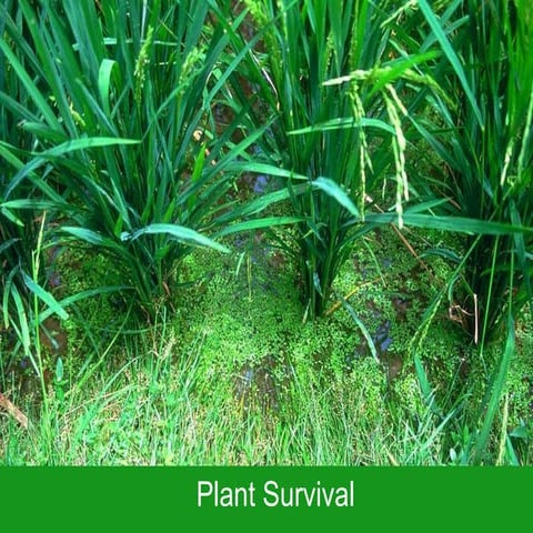 Plant Adaptations | PPT