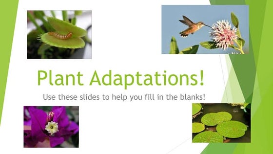 Plant Adaptations | PPT