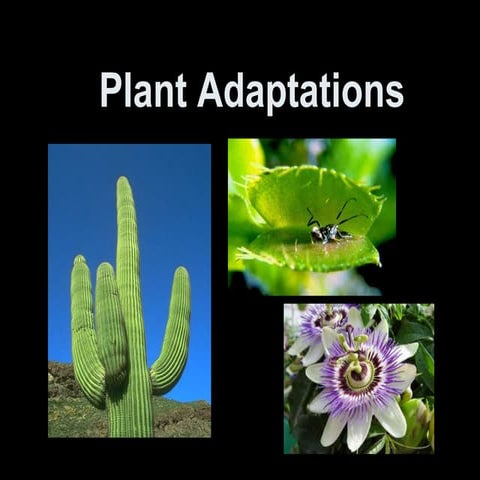 Plant adaptations | PPT
