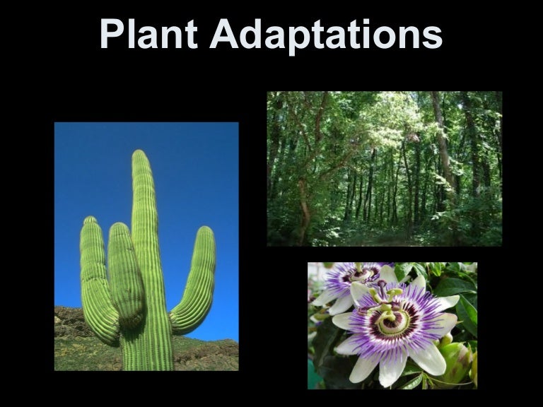 Plant Adaptations For Kids - Plant Ideas