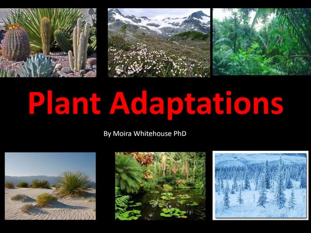 Plant Adaptations 2 | PPTX