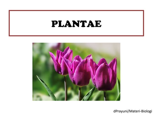 Plantae | DOCX