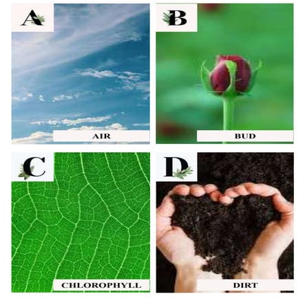 Plant alphabet for English teaching for preschoolers | PDF