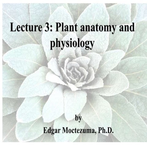 Nodal anatomy, Leaf development & Phyllotaxy | PPTX