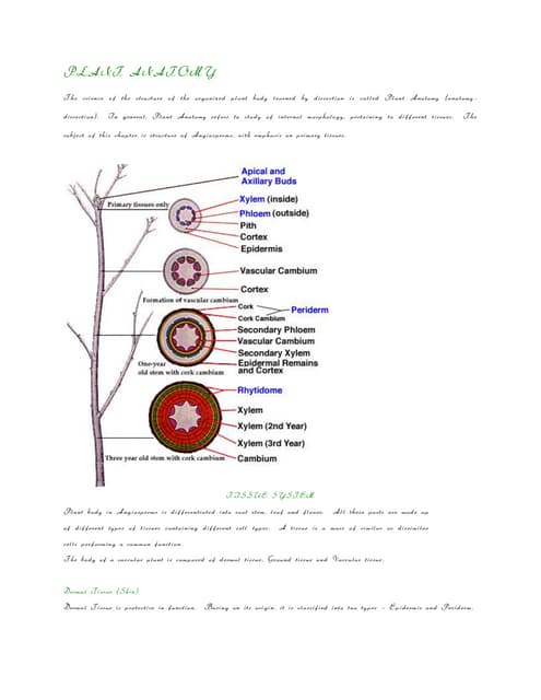 6. anatomy of flowering plants | PPT