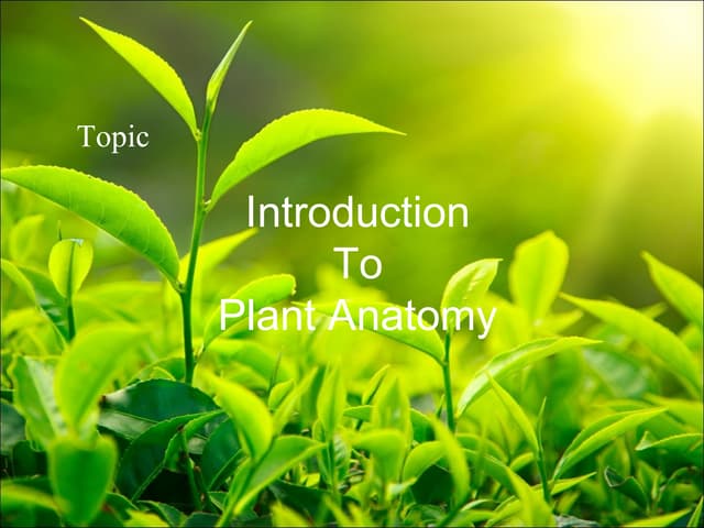 Parts of a plant ppt | PPT