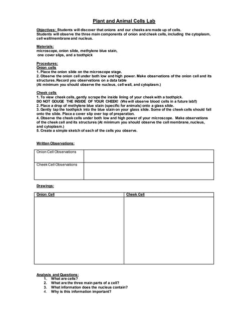 Onion and cheek cell lab | DOC | Biological Sciences | Science
