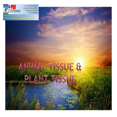 Plant and animal tissue ppt | PDF | Bodybuilding | Sports