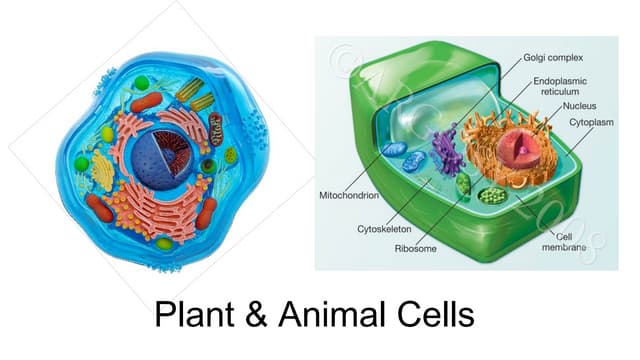 MITOSIS: LIFE SCIENCES FOR GRADE 10`S | PPTX
