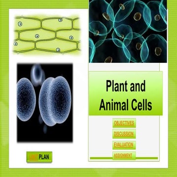Plant and Animal Cells | PPTX