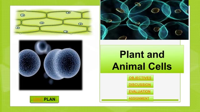 Plant and Animal Cells | PPTX