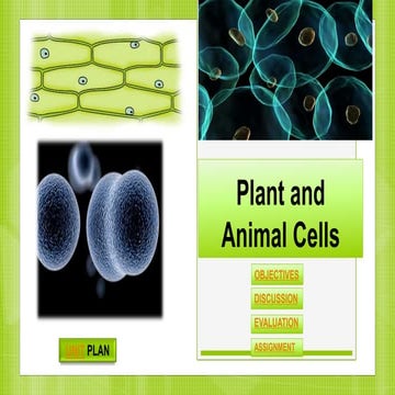 Ppt Cells And Tissues Of The Plant Body Powerpoint Free Morphology Of