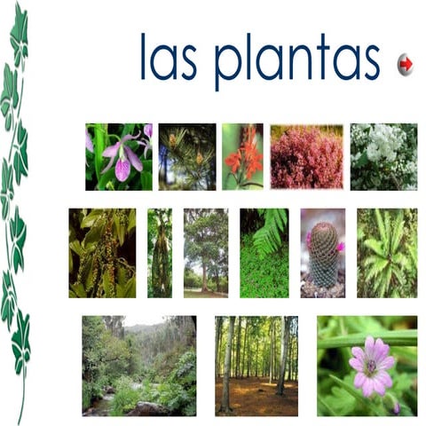 LAS PLANTAS | PPT