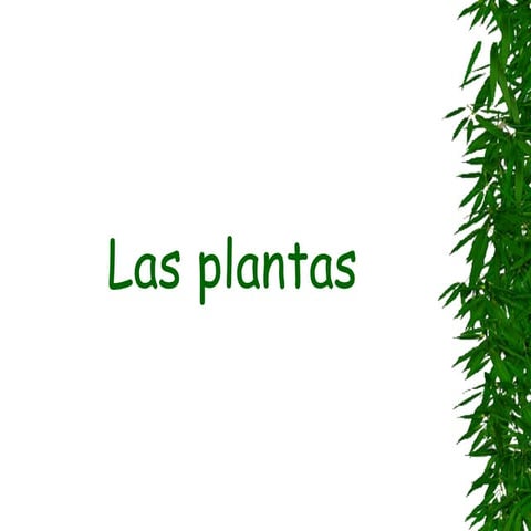 Las plantas, diapositivas | PPT