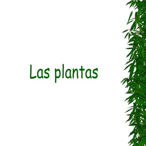 Las plantas, diapositivas | PPT