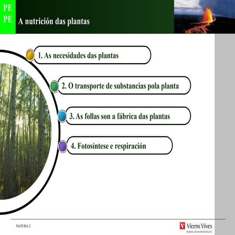 Plantas | PPT