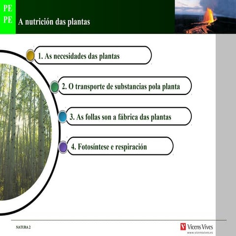 Plantas | PPT