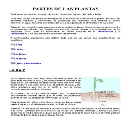 Las plantas power point | PPTX